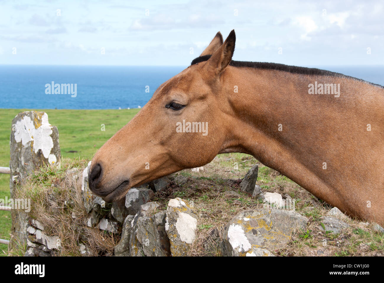 Horse with mane cut hi-res stock photography and images - Alamy