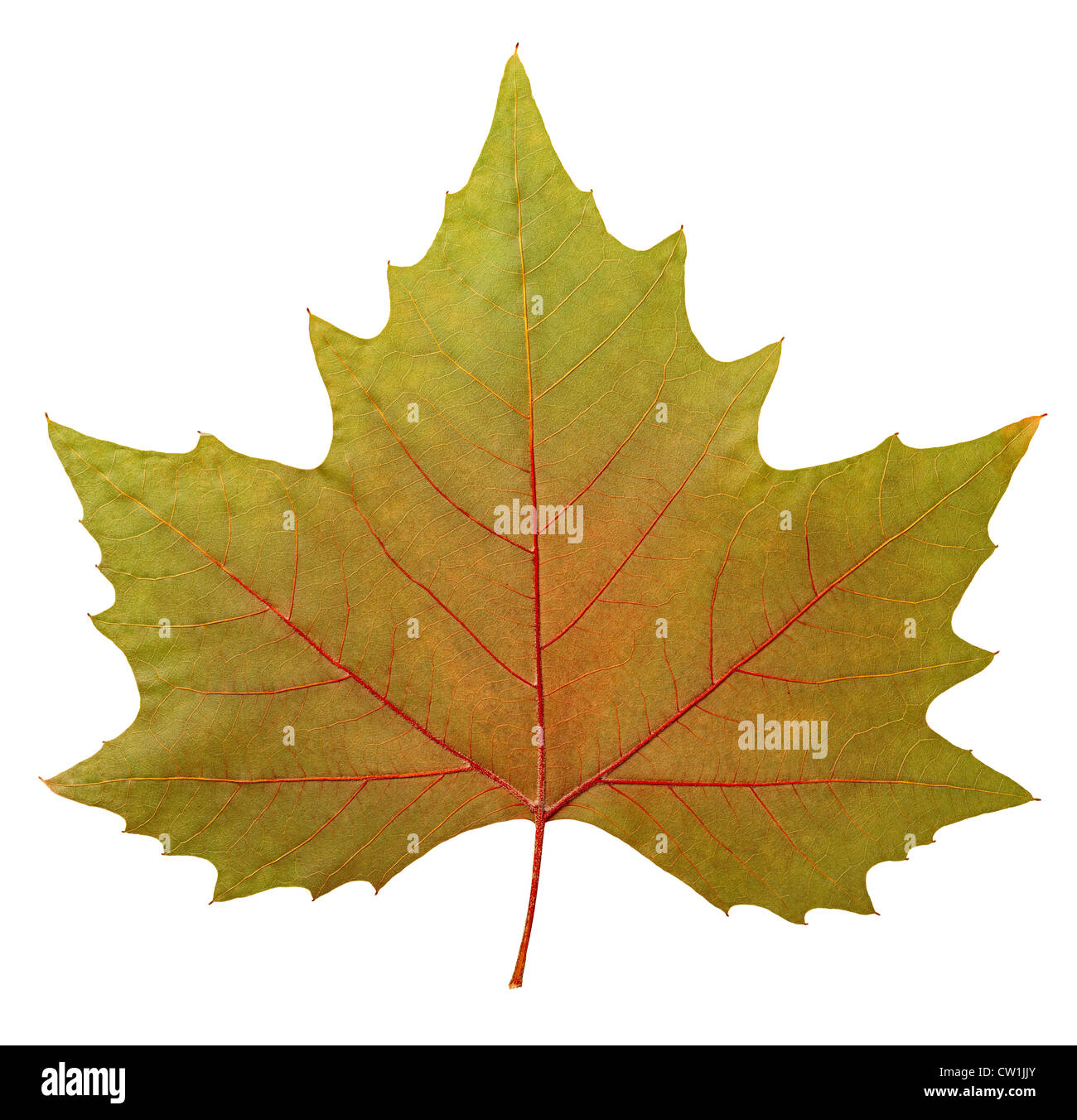 Platanus acerifolia hi-res stock photography and images - Alamy
