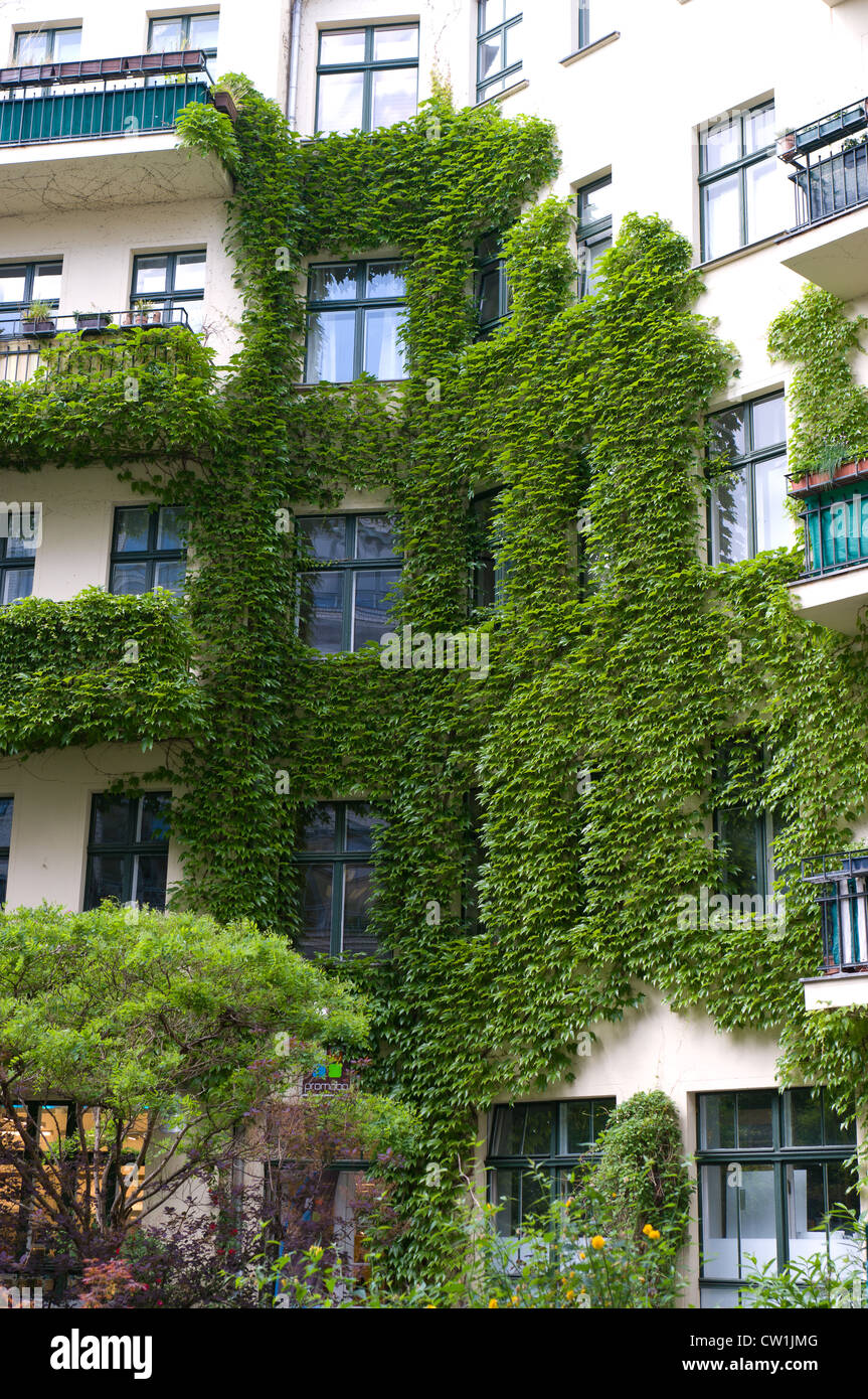 Windows with ivy Stock Photo - Alamy