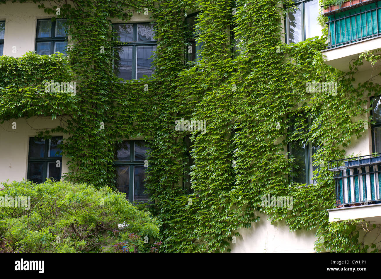 Windows with ivy Stock Photo - Alamy
