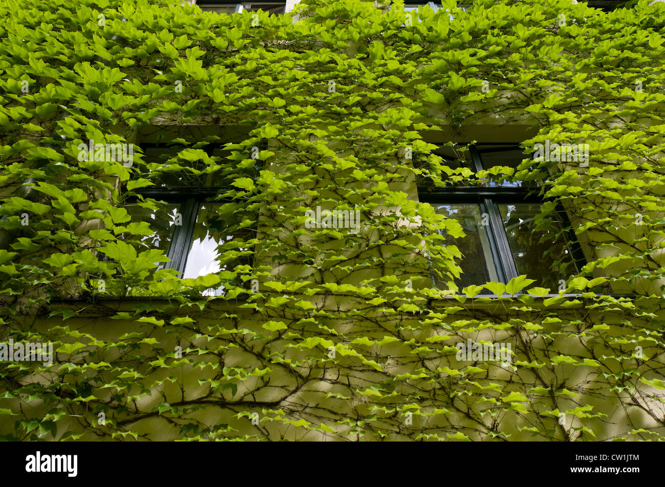 Windows with ivy Stock Photo - Alamy
