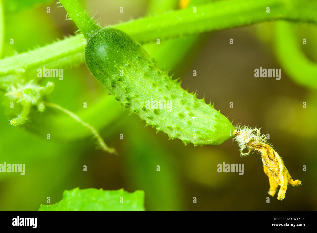 Young cucumber plant with flowers hi-res stock photography and images ...
