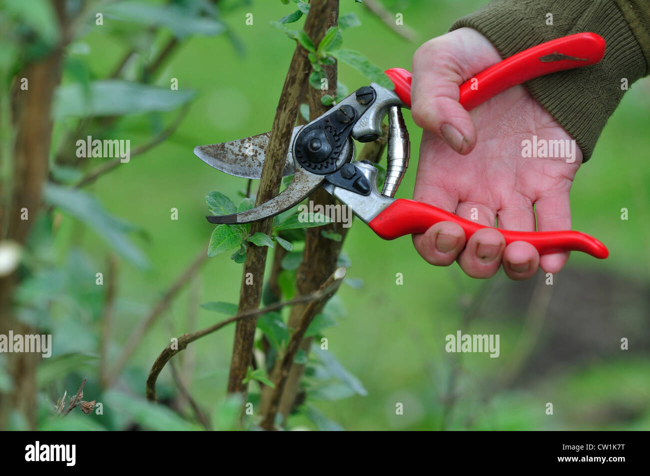 Pruning a buddleia bush UK Stock Photo - Alamy