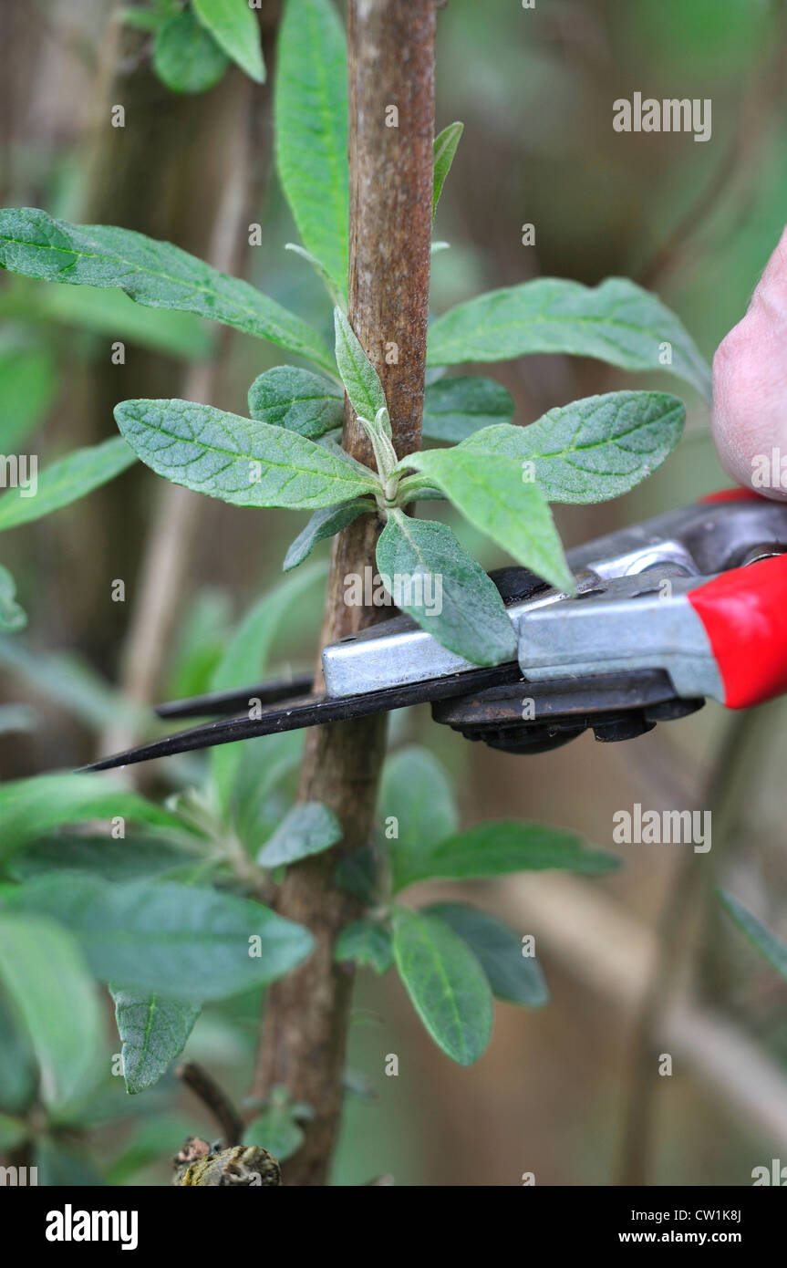 Pruning a buddleia bush UK Stock Photo - Alamy