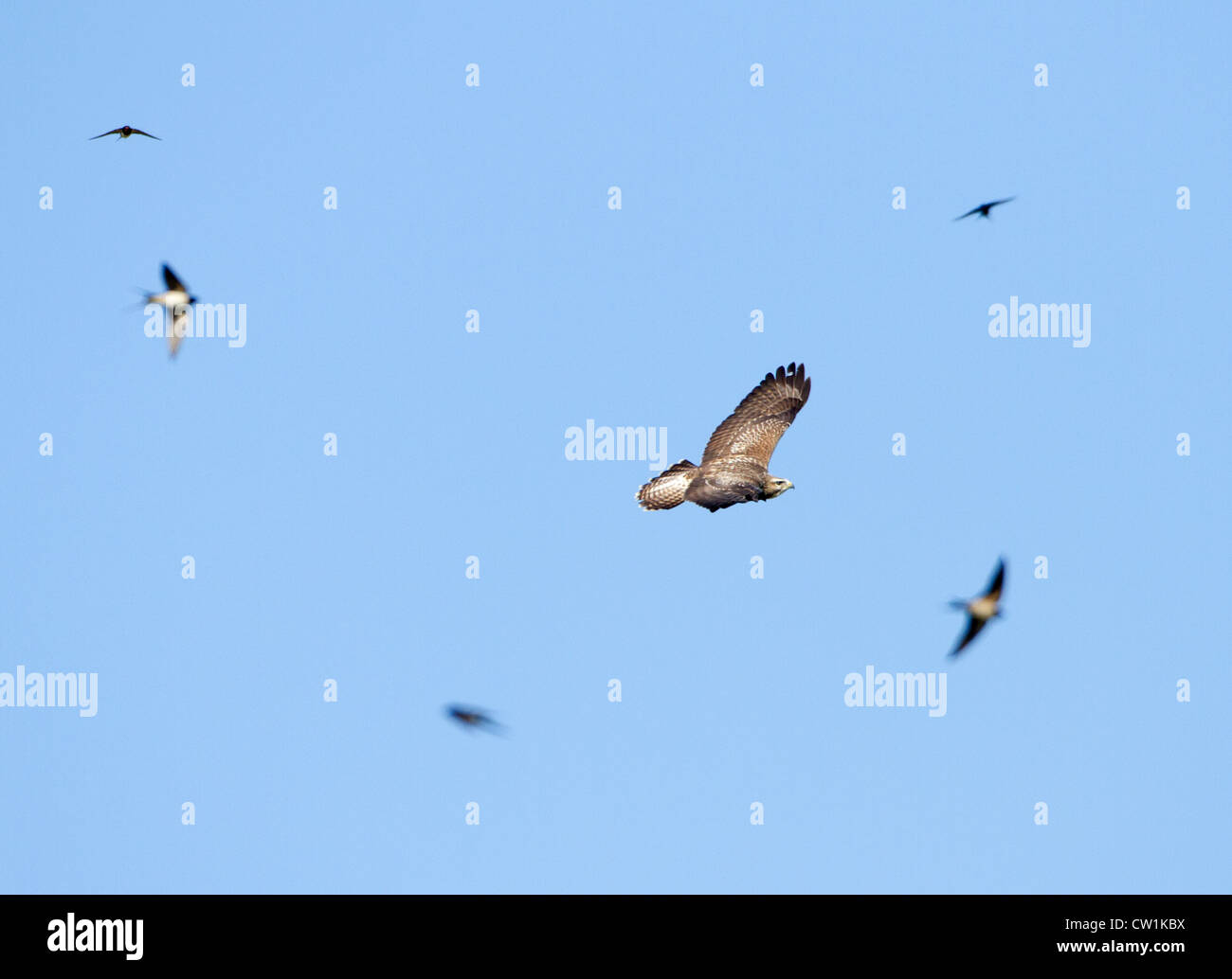 Buse variable hi-res stock photography and images - Alamy