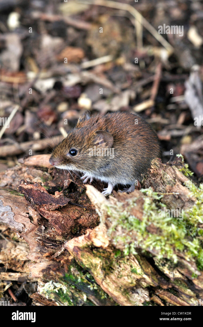 A tiny harvest mouse UK Stock Photo - Alamy
