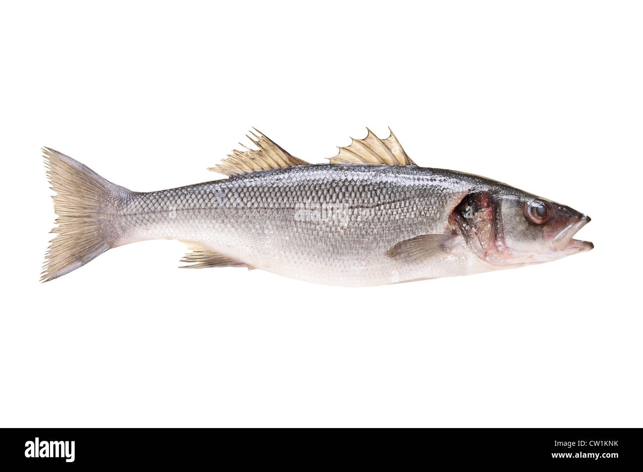 A studio shot of a sea bass fish isolated on white background Stock ...