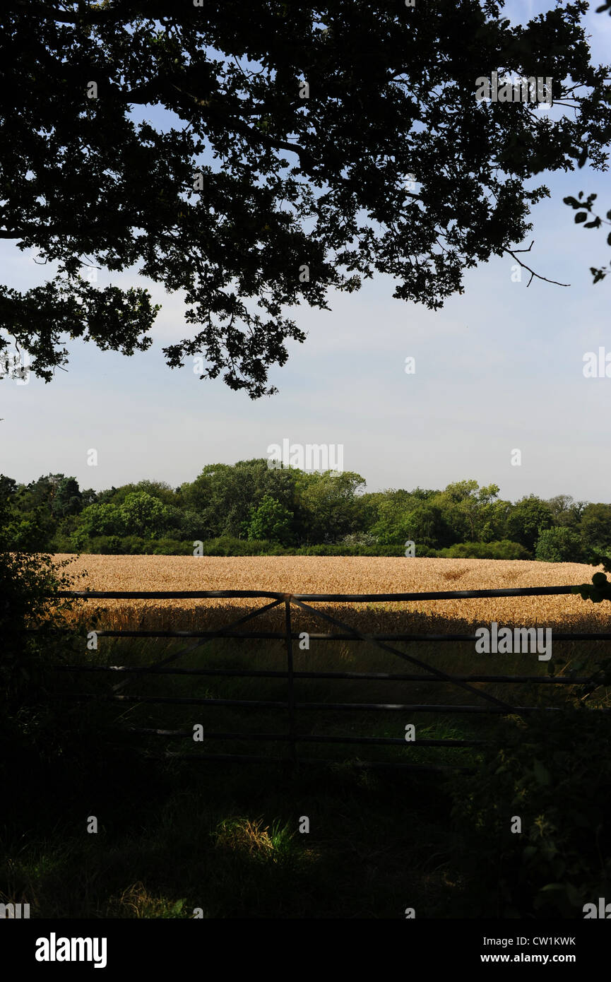 Horsham 2012 hi-res stock photography and images - Alamy