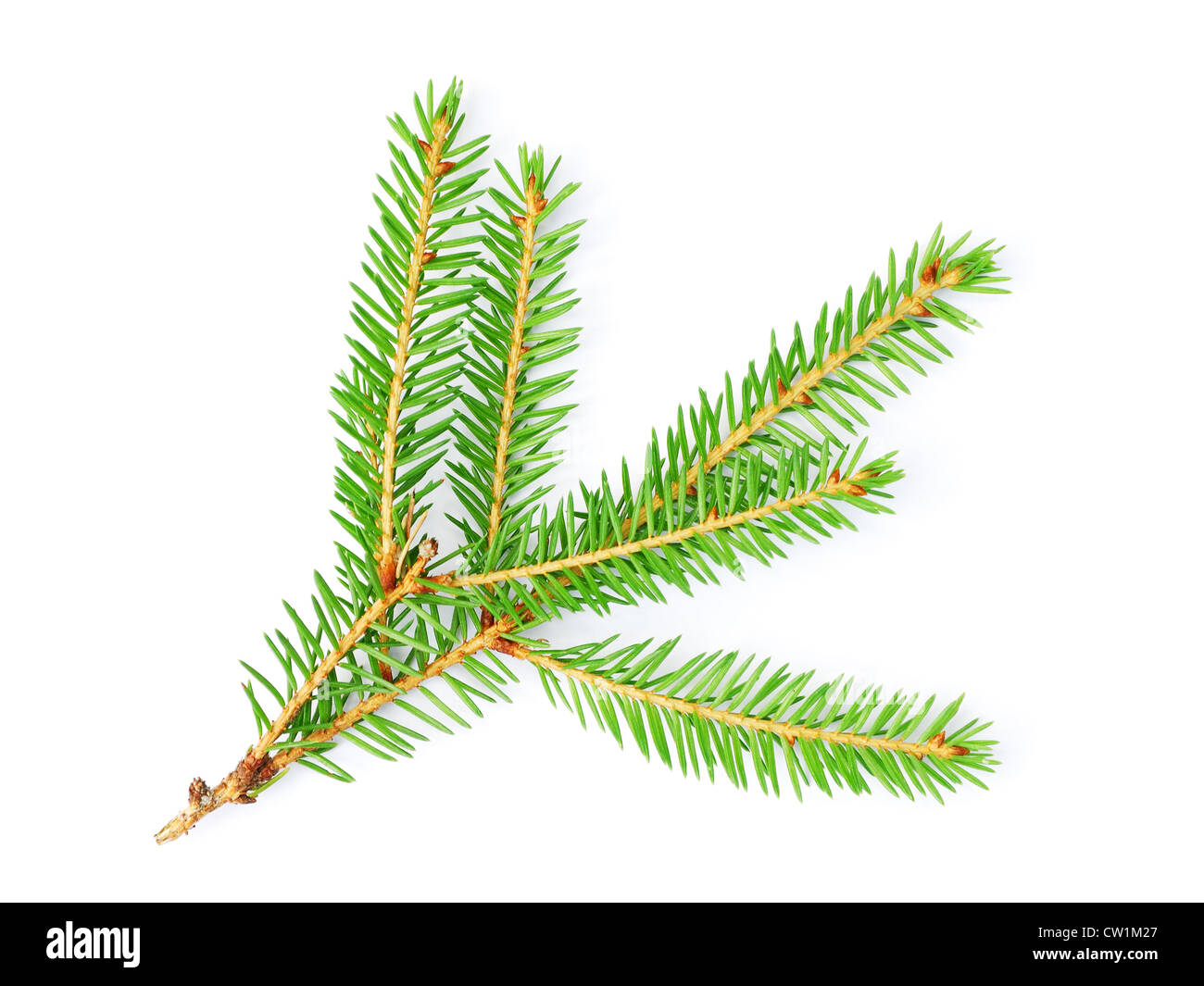 Fir tree branch isolated on white background Stock Photo - Alamy