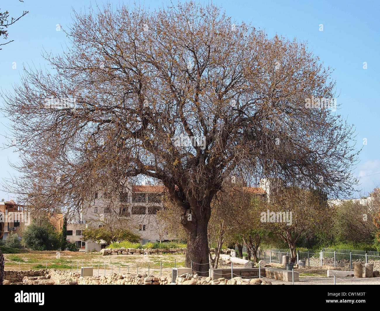 A mighty tree Stock Photo - Alamy