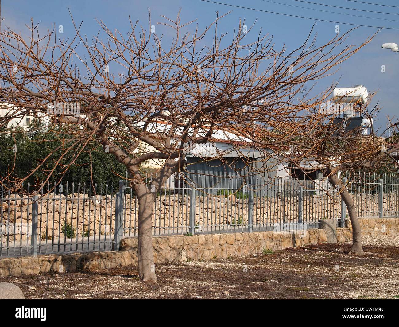 A branching tree Stock Photo - Alamy