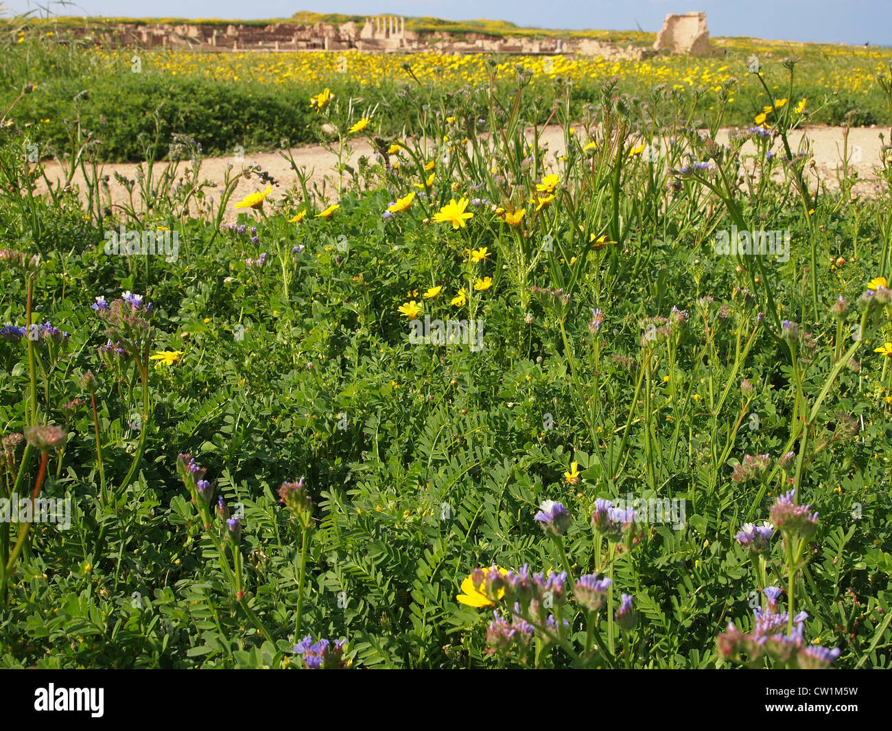 Meadow corn poppy close hi-res stock photography and images - Alamy