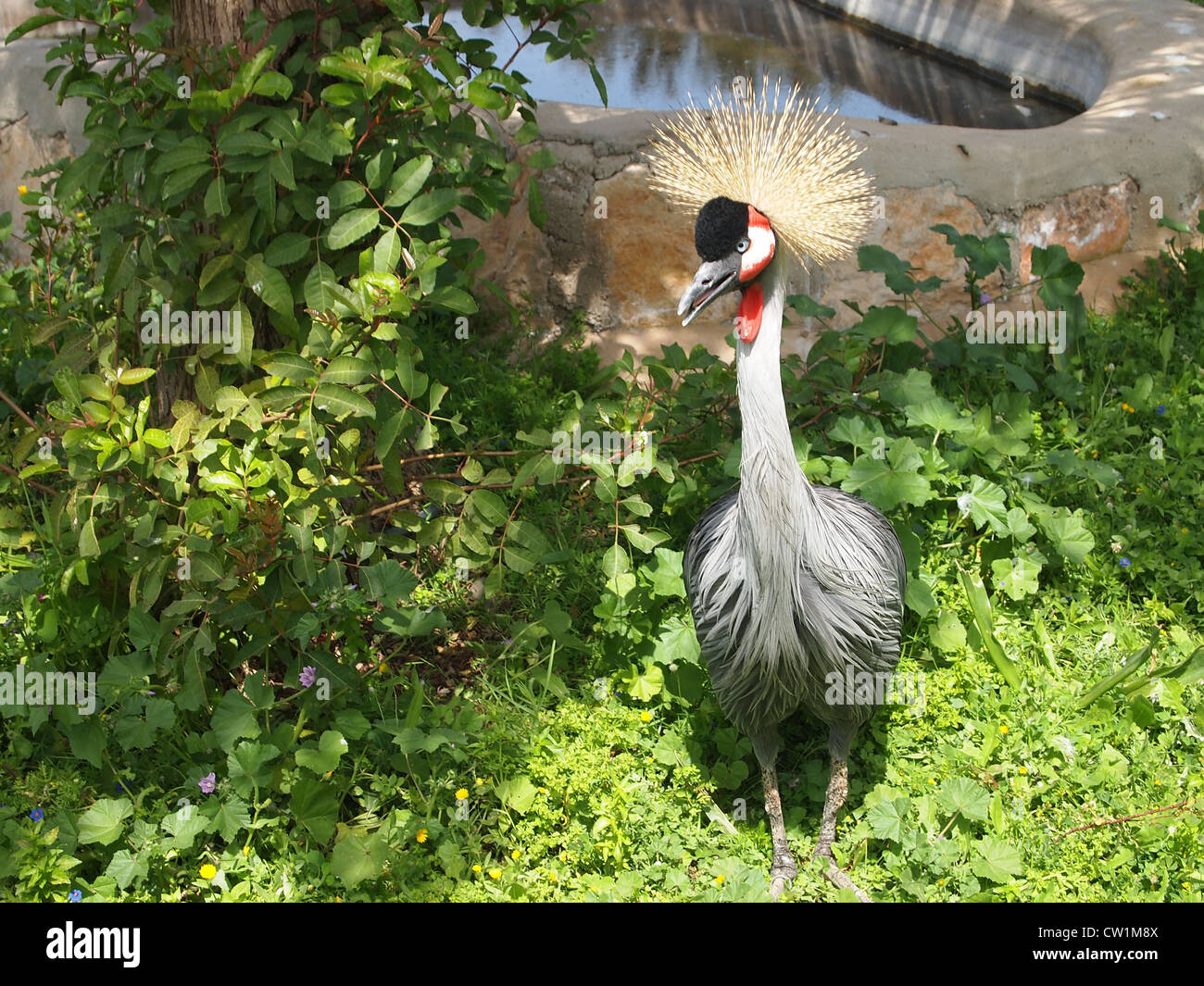 An interesting bird Stock Photo - Alamy