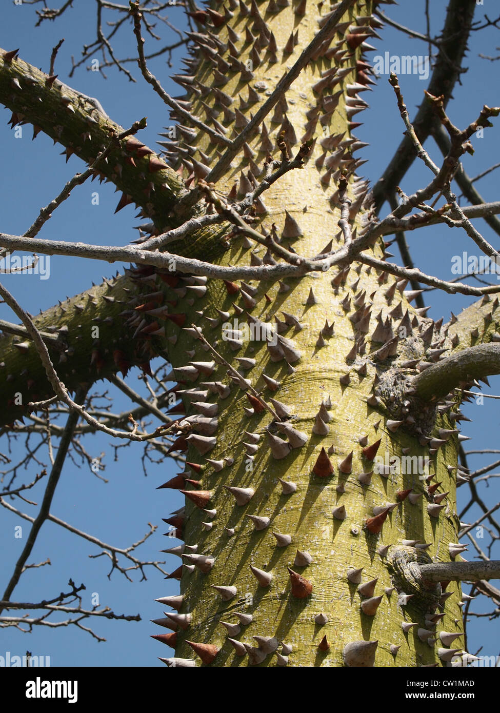 Thorn thorny deciduous tree trees hi-res stock photography and images ...