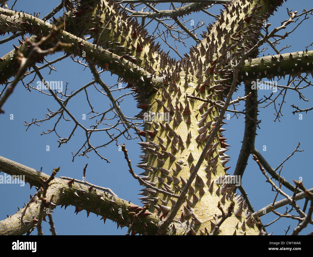 A thorny tree Stock Photo - Alamy
