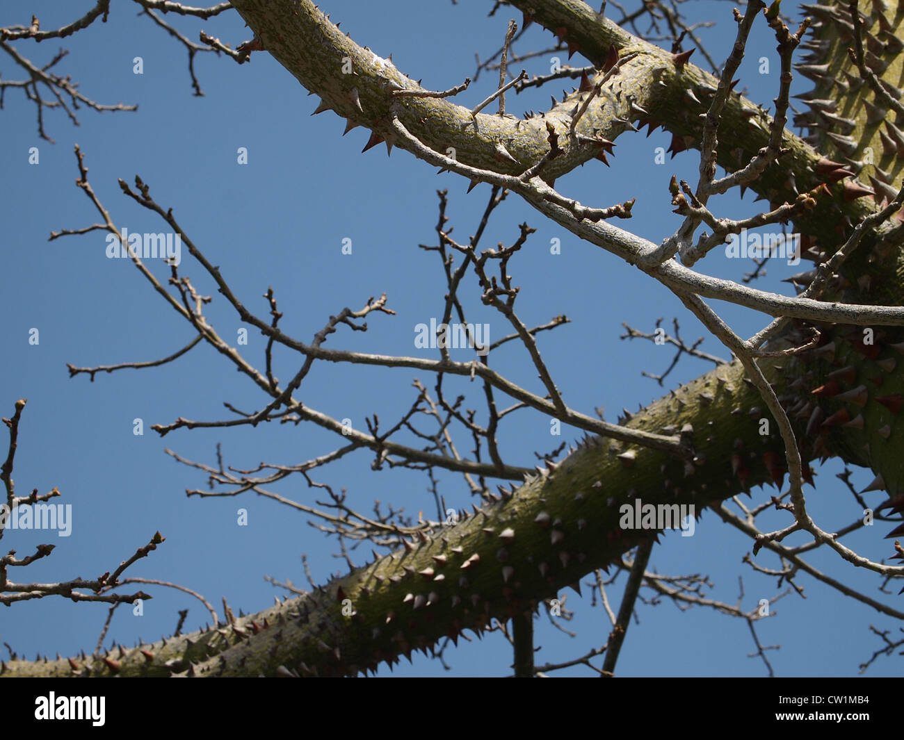 Thorny branches of a mighty tree Stock Photo - Alamy