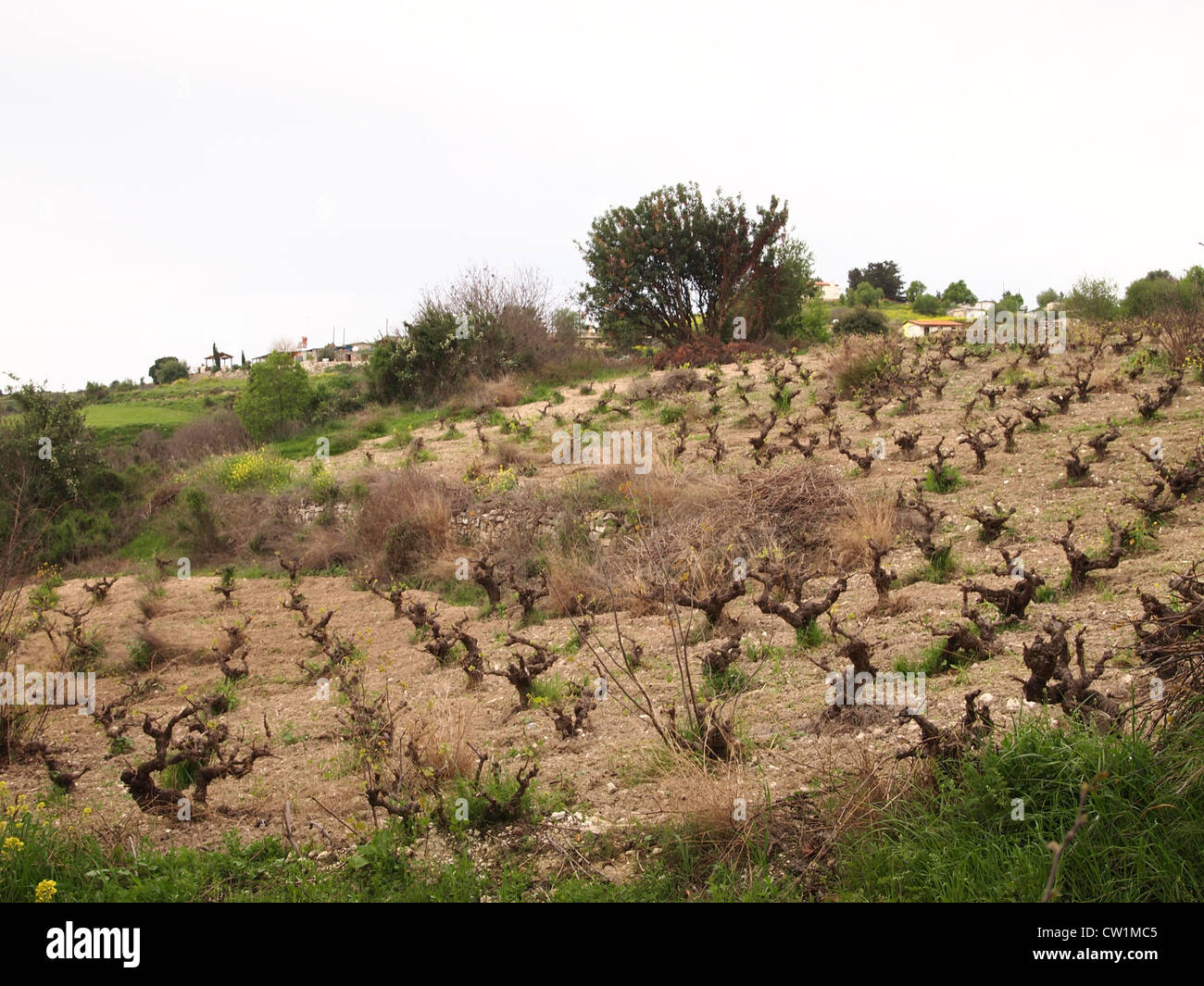 An orderly vineyard Stock Photo - Alamy