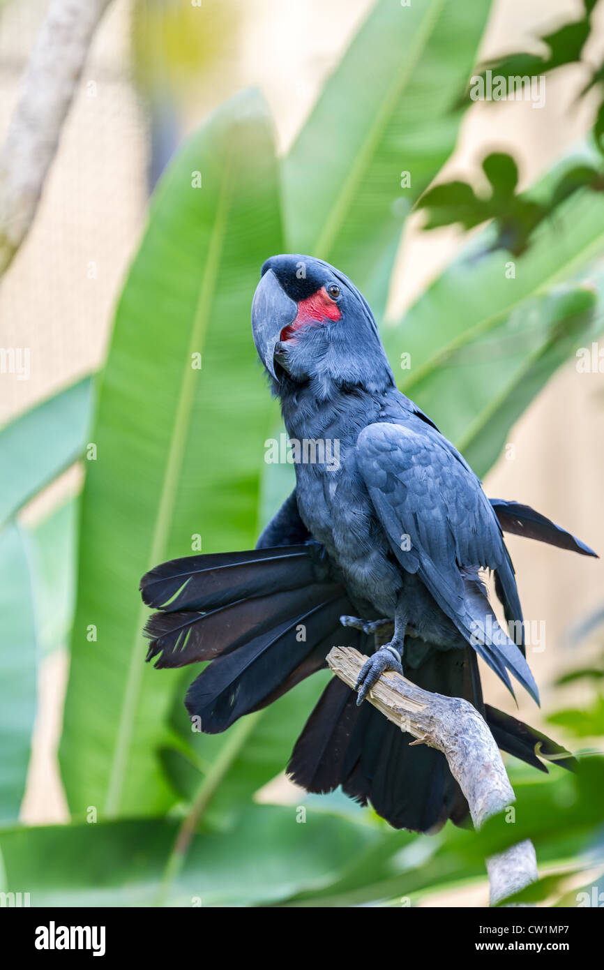Palm Cockatoo Parrot (Probosciger aterrimus) in nature surrounding ...