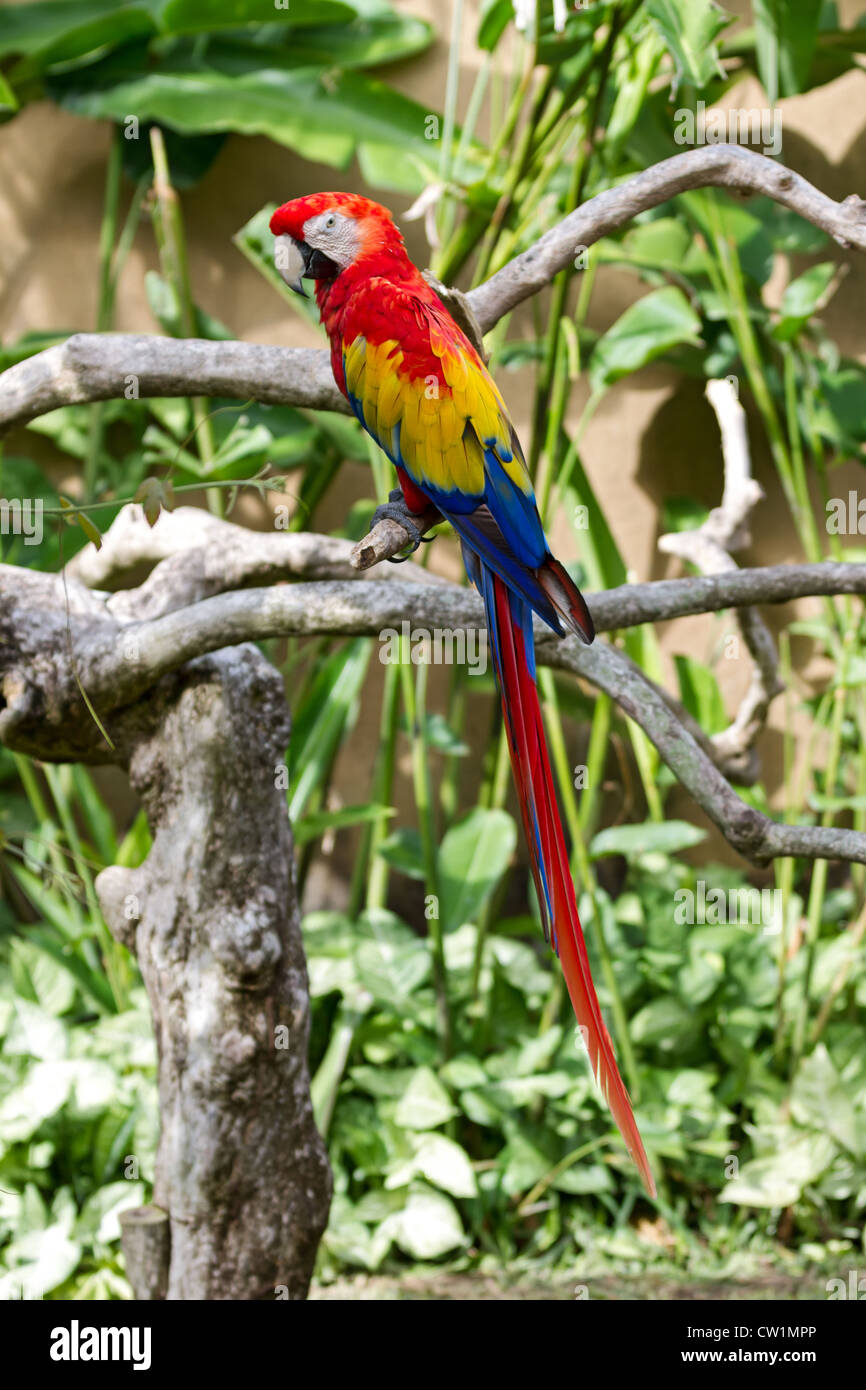 Macao indonesia hi-res stock photography and images - Alamy