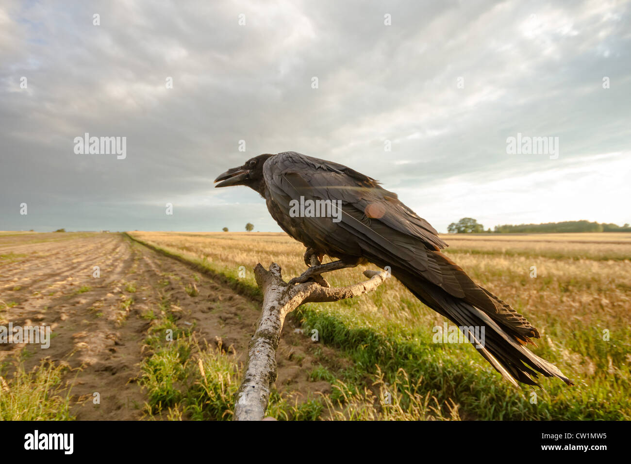 wild colorful bird in sunny day, nature series Stock Photo - Alamy