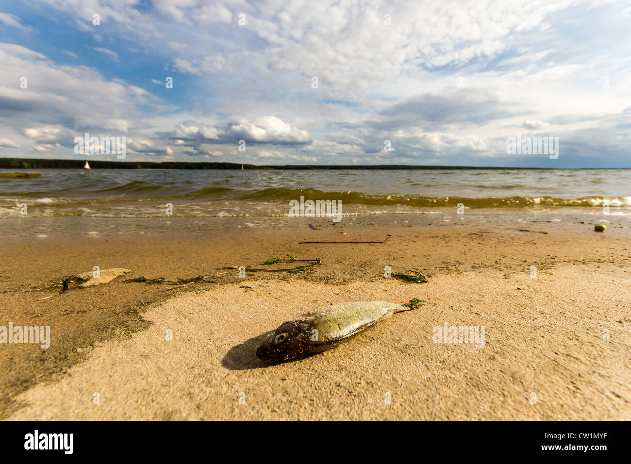 wild fish in lake, nature series Stock Photo - Alamy