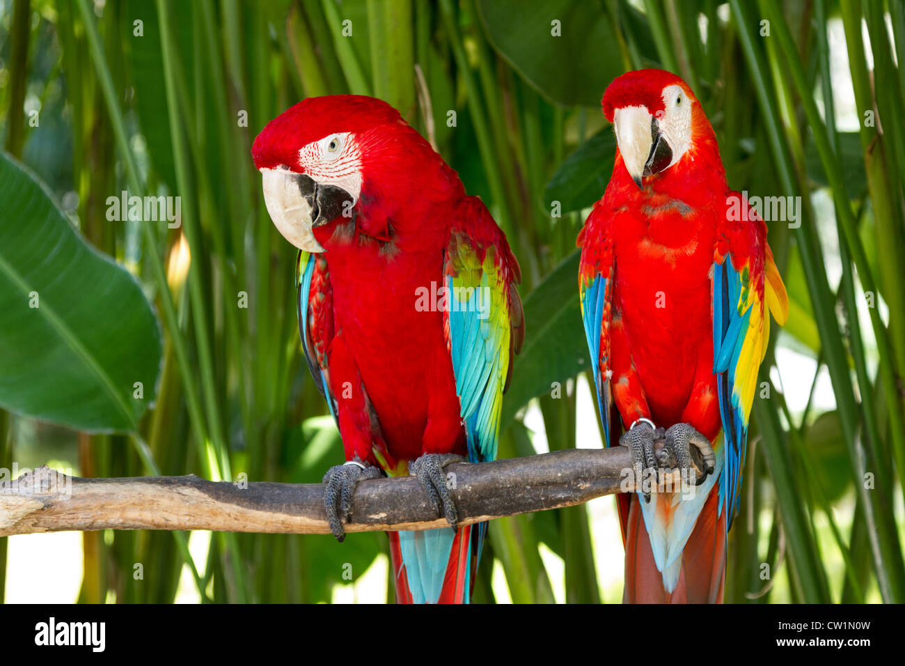 Couple of Green-Winged and Scarlet macaws in nature surrounding, Bali ...