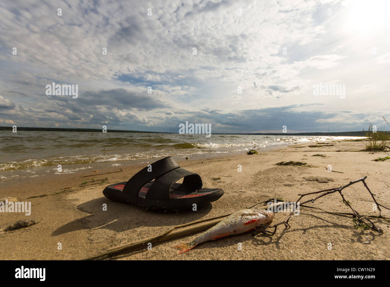 wild fish in lake, nature series Stock Photo - Alamy