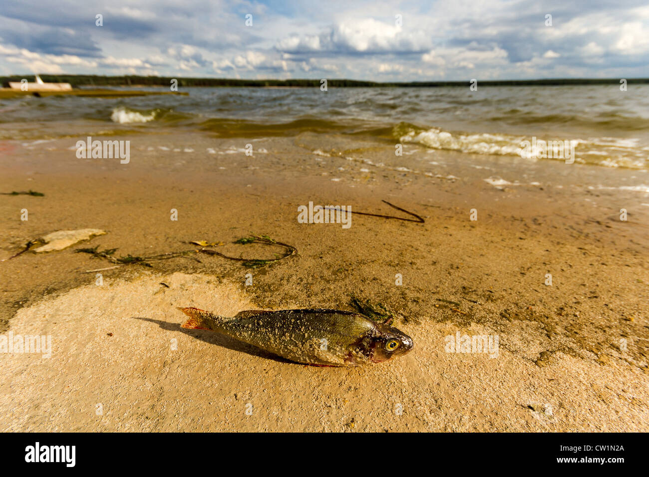 Tail fin series hi-res stock photography and images - Alamy