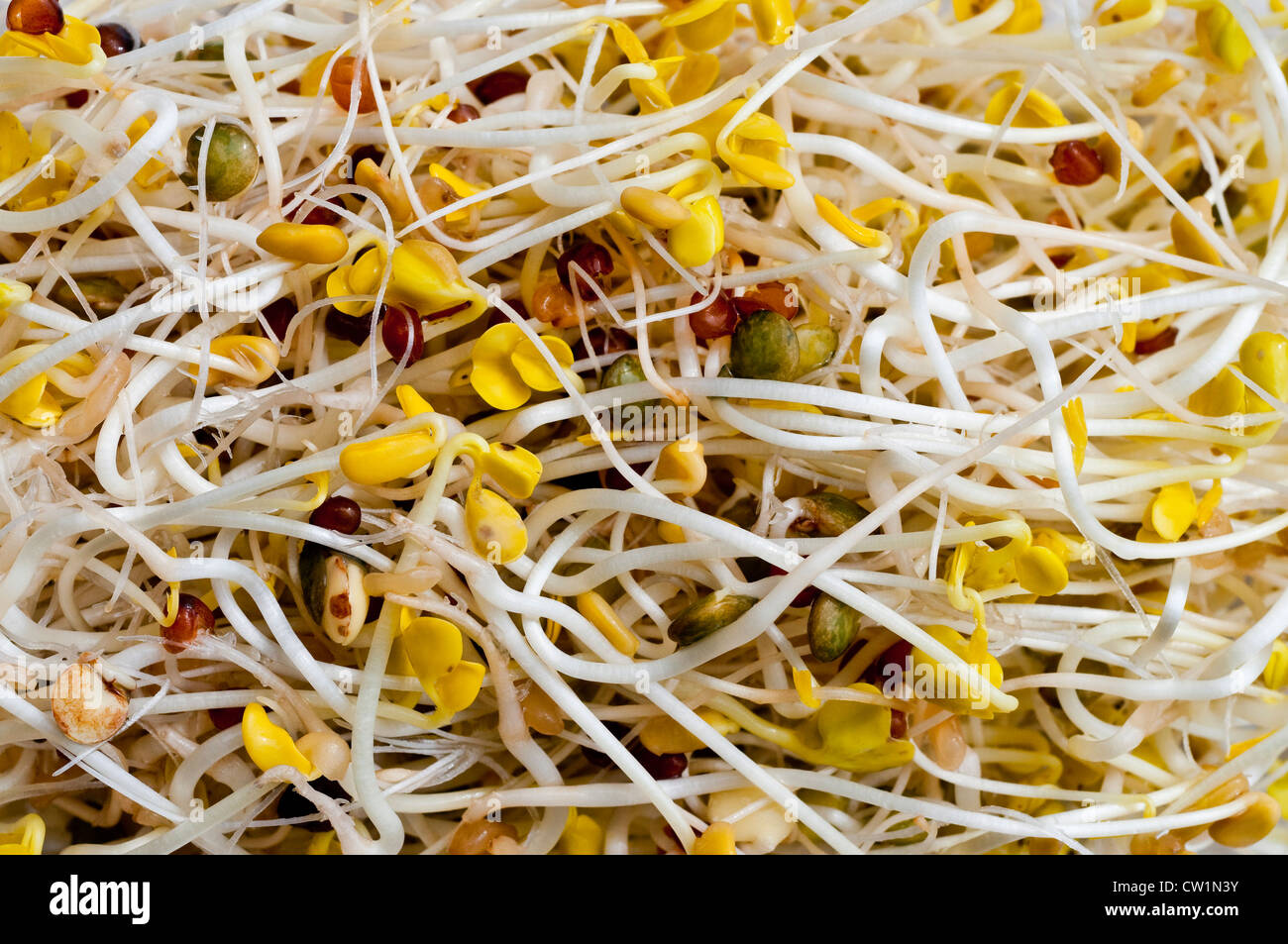 Sprouting seeds hi-res stock photography and images - Alamy