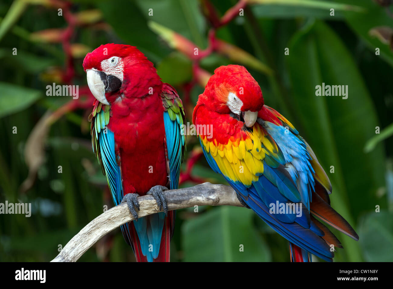 Green Wing Macaw