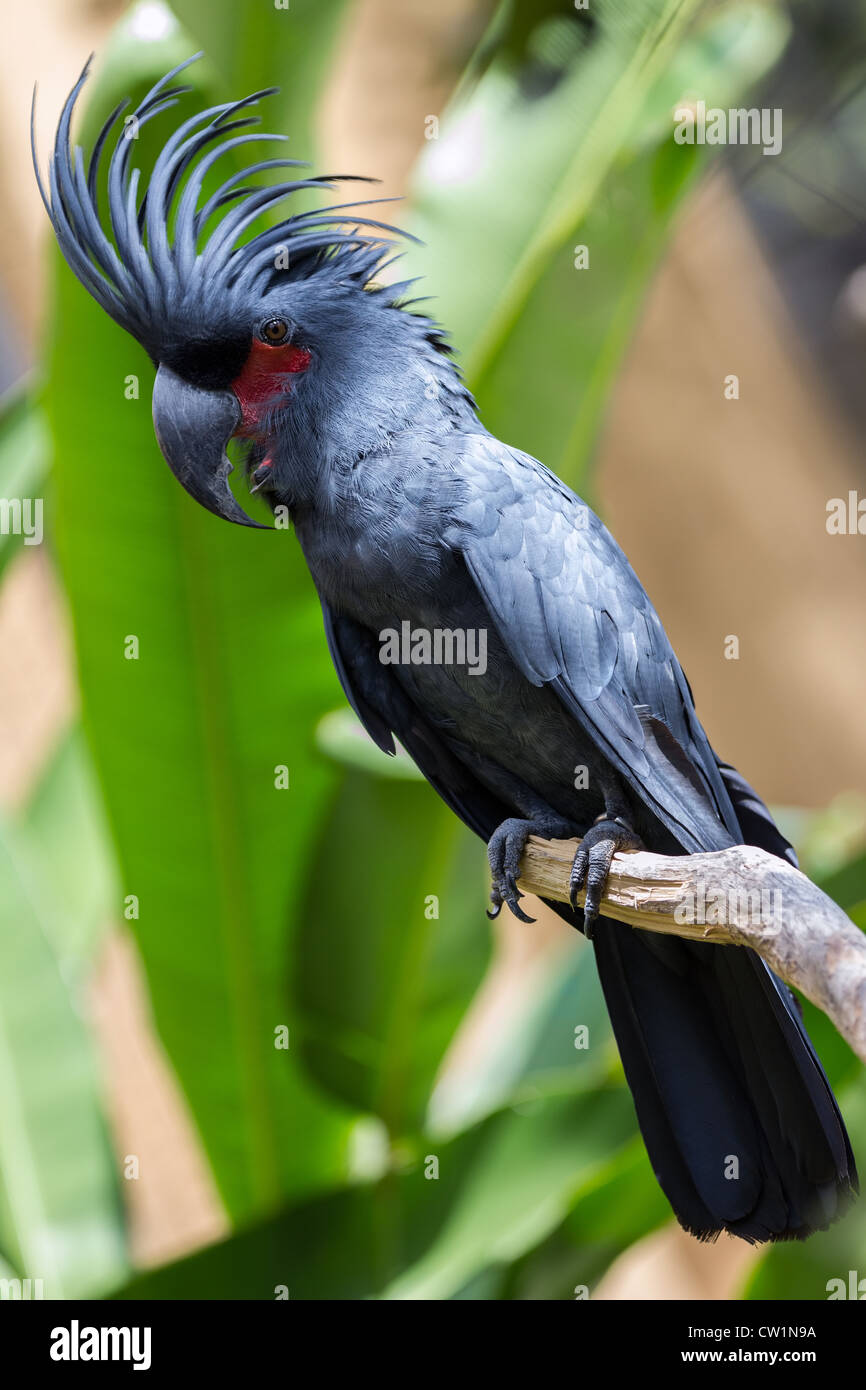 Palm Cockatoo Parrot (Probosciger aterrimus) in nature surrounding ...