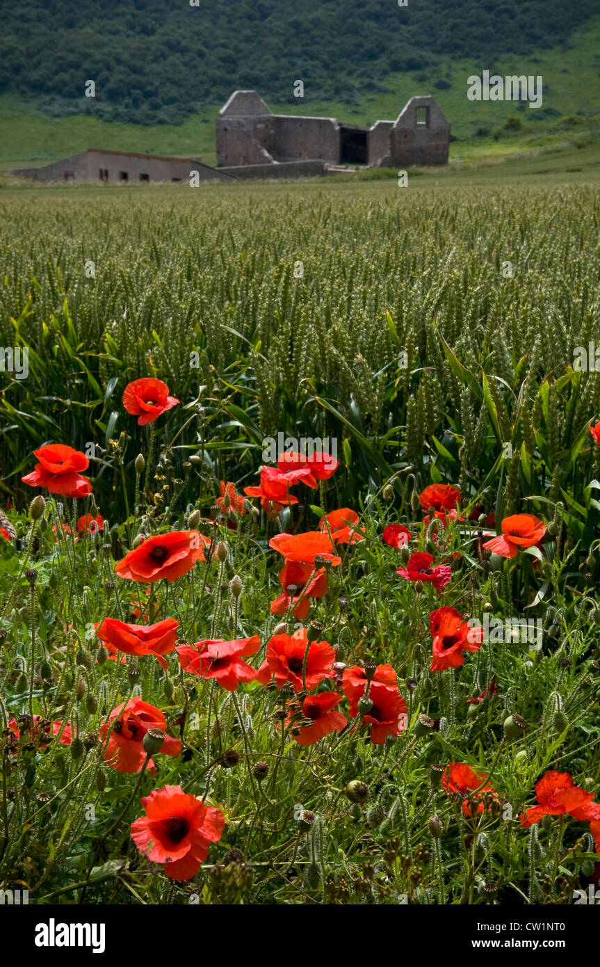 Poppies south downs east sussex hi-res stock photography and images - Alamy