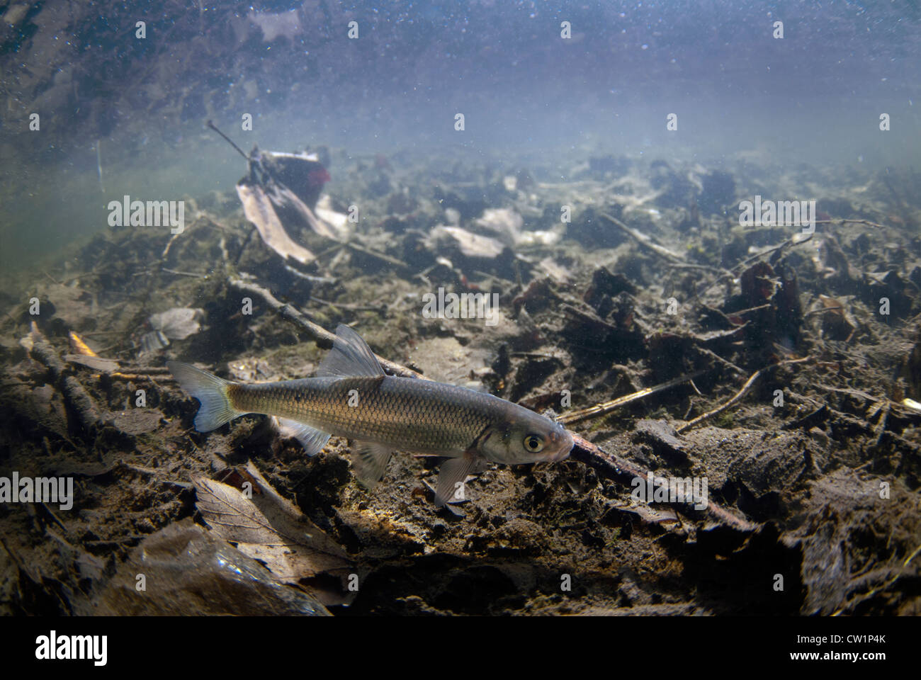 Dace hi-res stock photography and images - Alamy