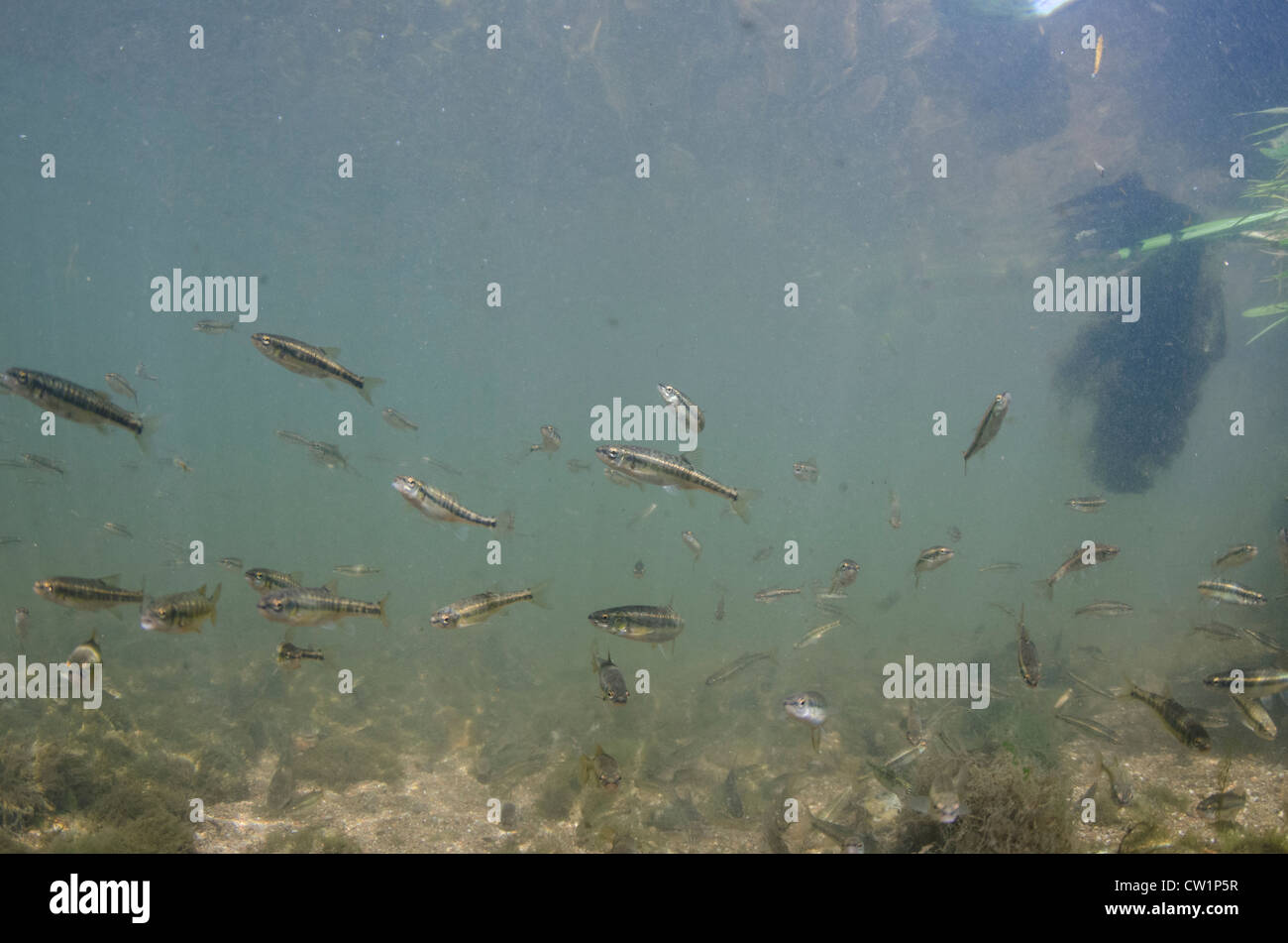 Common minnow phoxinus phoxinus hi-res stock photography and images - Alamy