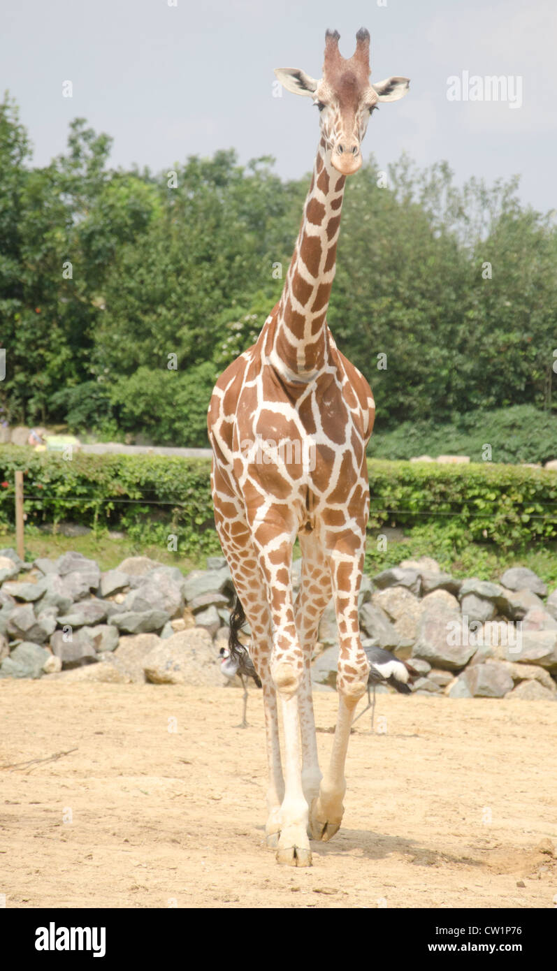 Giraffe feet hi-res stock photography and images - Alamy