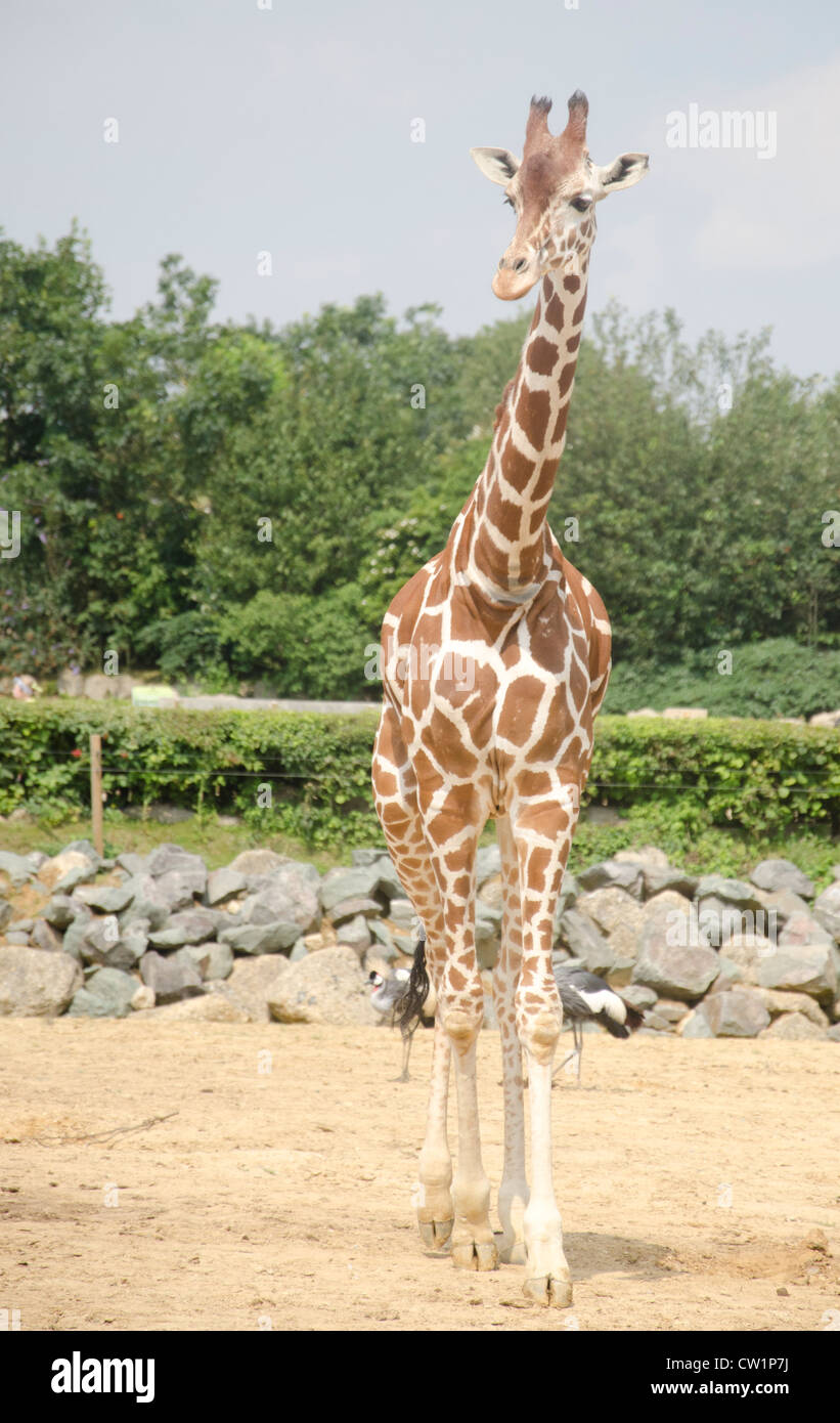 Giraffe, Out of Africa, Colchester Zoo, Essex, England, United Kingdom ...