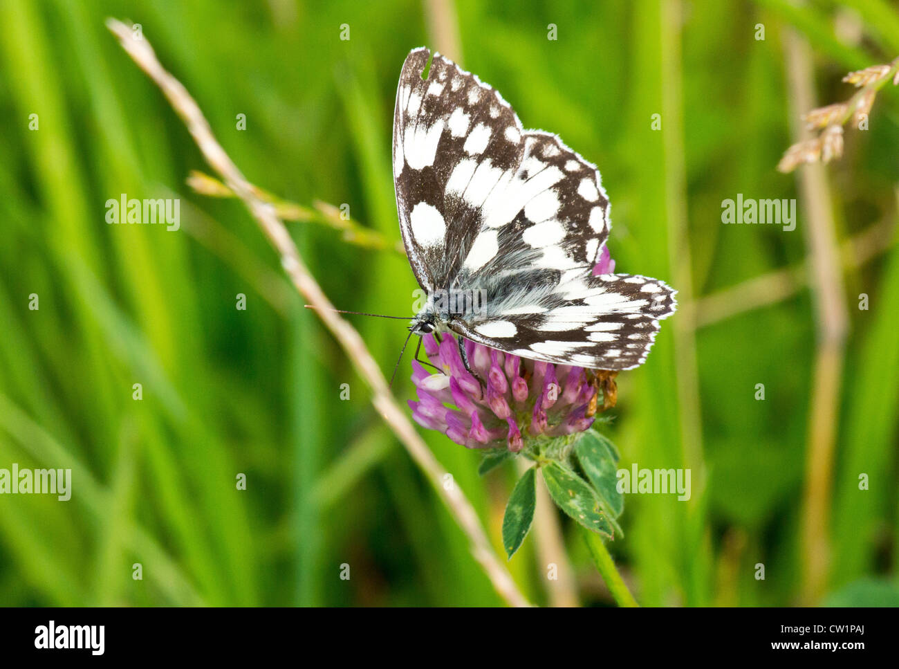 A Marbled White butterfly Stock Photo - Alamy