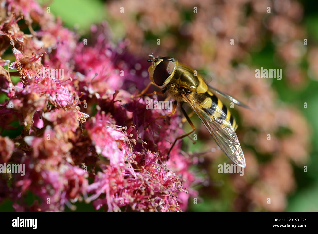 Nectaring at flowers hi-res stock photography and images - Alamy