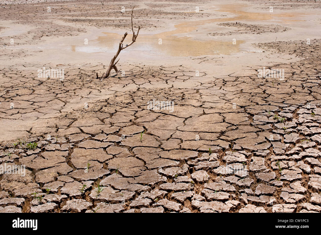 dry earth in the dry season in Thailand Stock Photo - Alamy