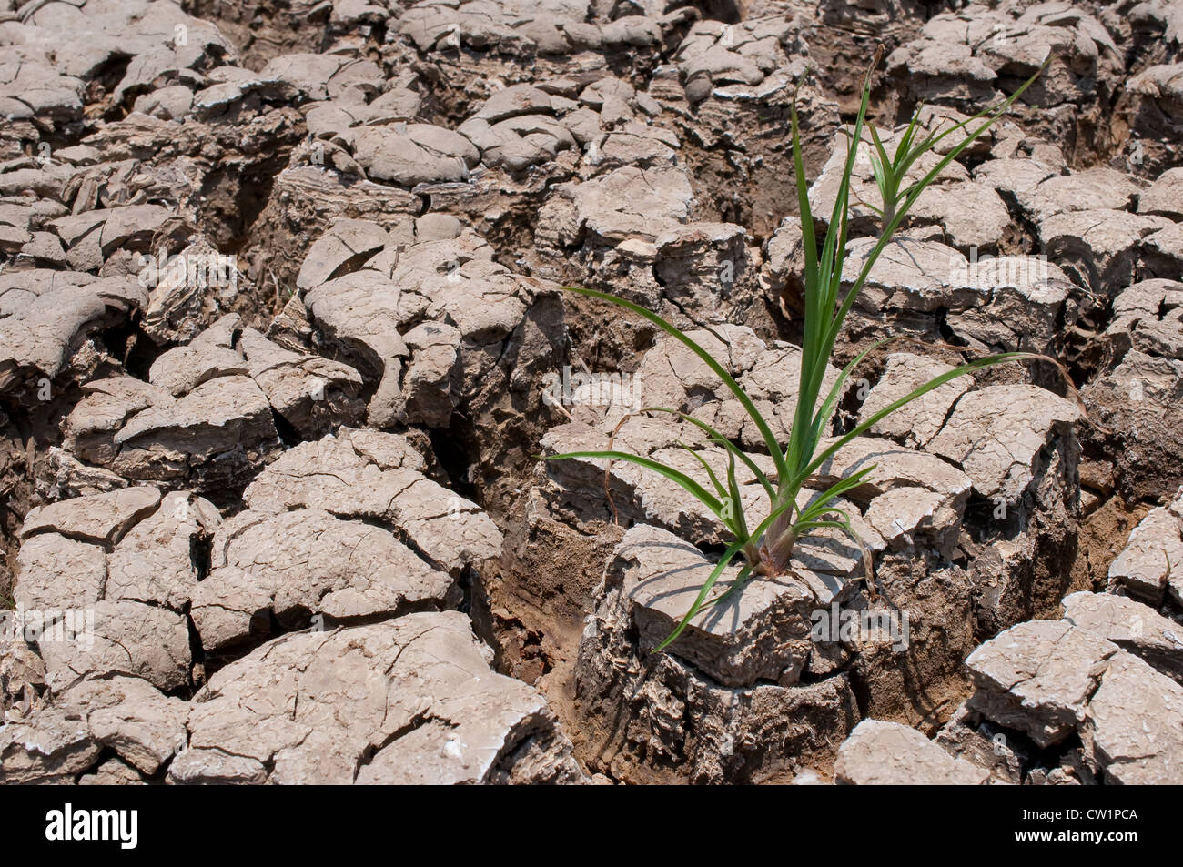 dry earth in the dry season in Thailand Stock Photo - Alamy