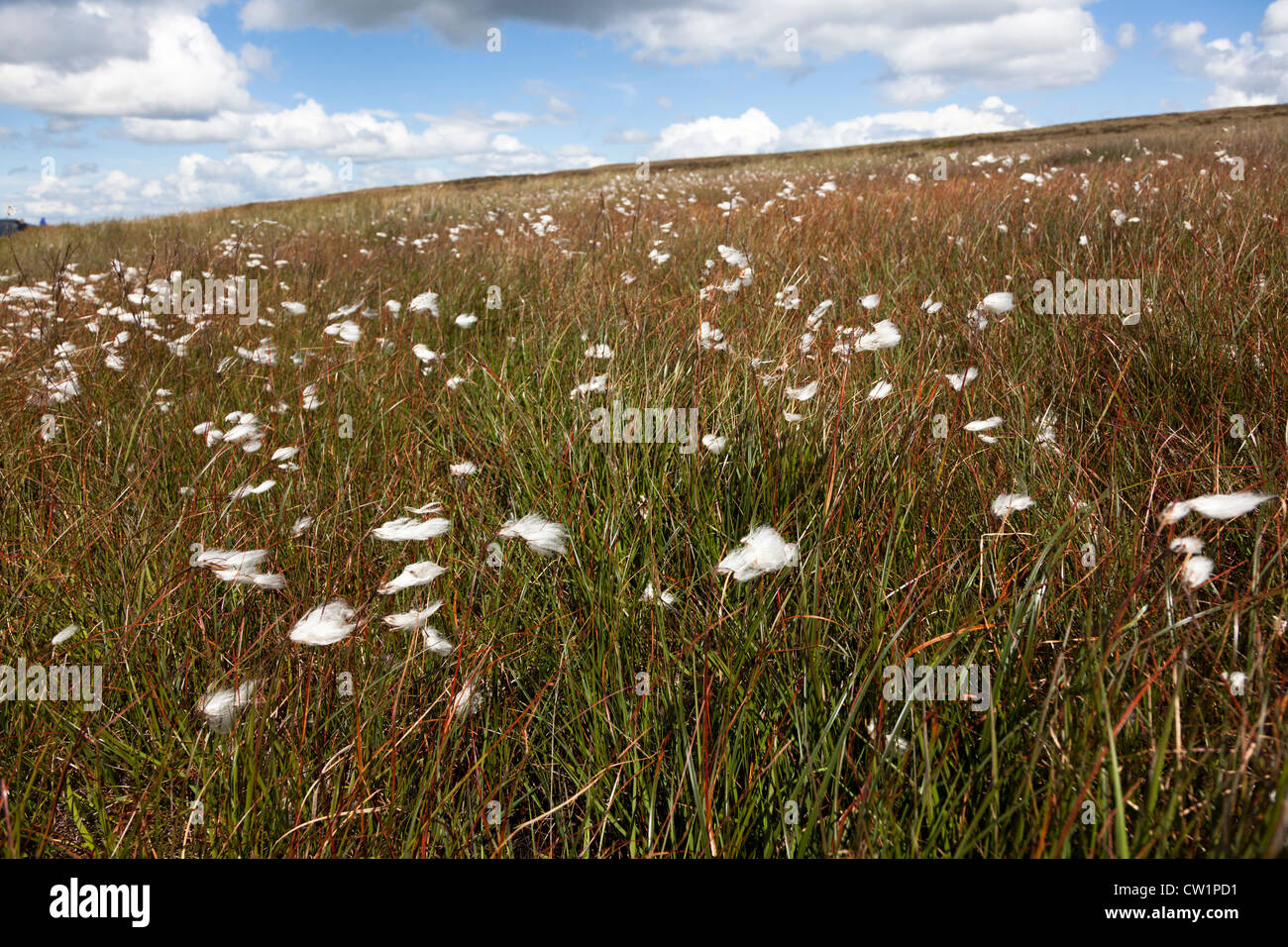 Bog cotton Eriophorum angustifolium Honck. syn. E. polystachion L. on ...