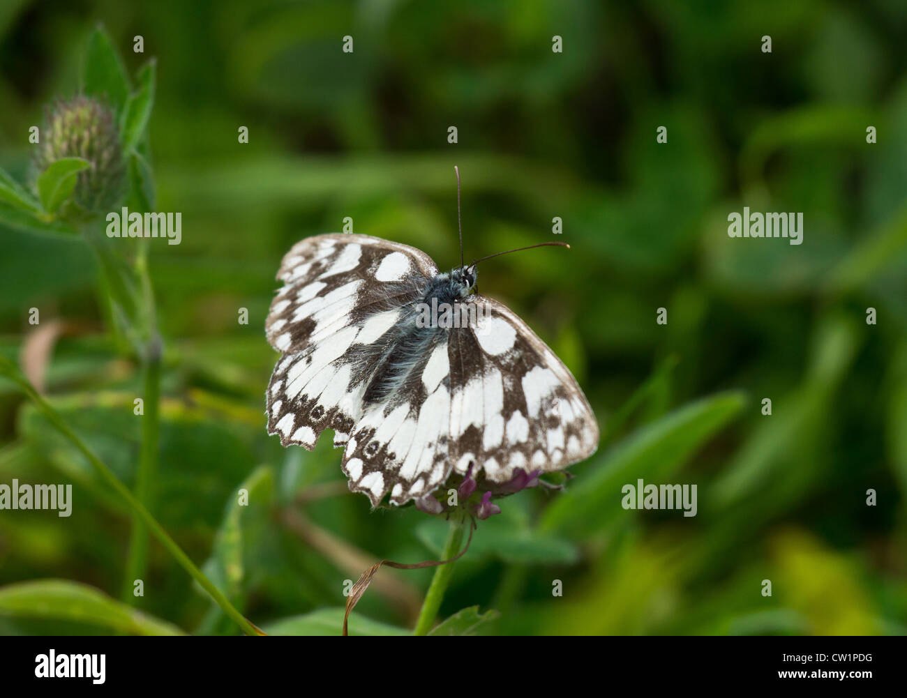A Marbled White butterfly Stock Photo - Alamy