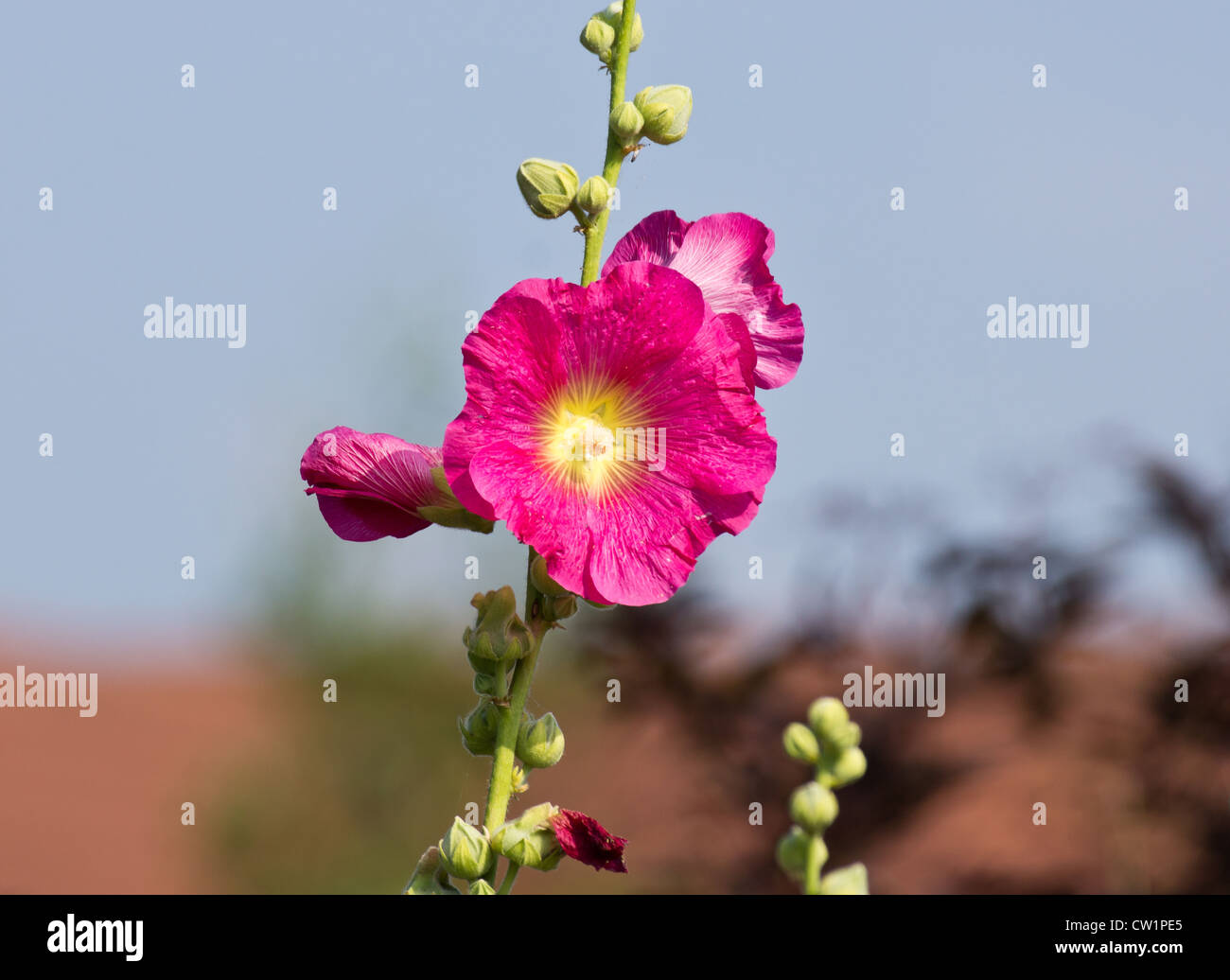 A pink hollyhocks in the garden (Alcea Stock Photo - Alamy