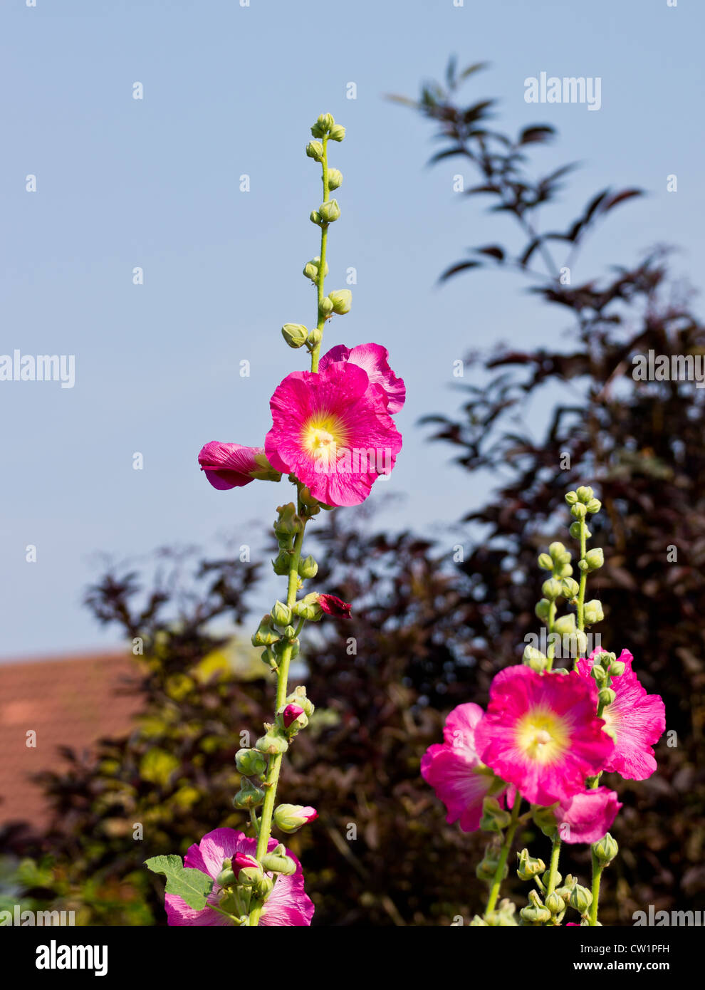 A pink hollyhocks in the garden (Alcea Stock Photo - Alamy