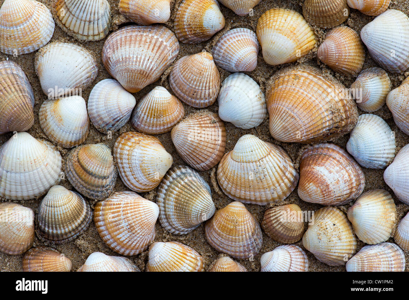 Cockle shells pattern Stock Photo - Alamy