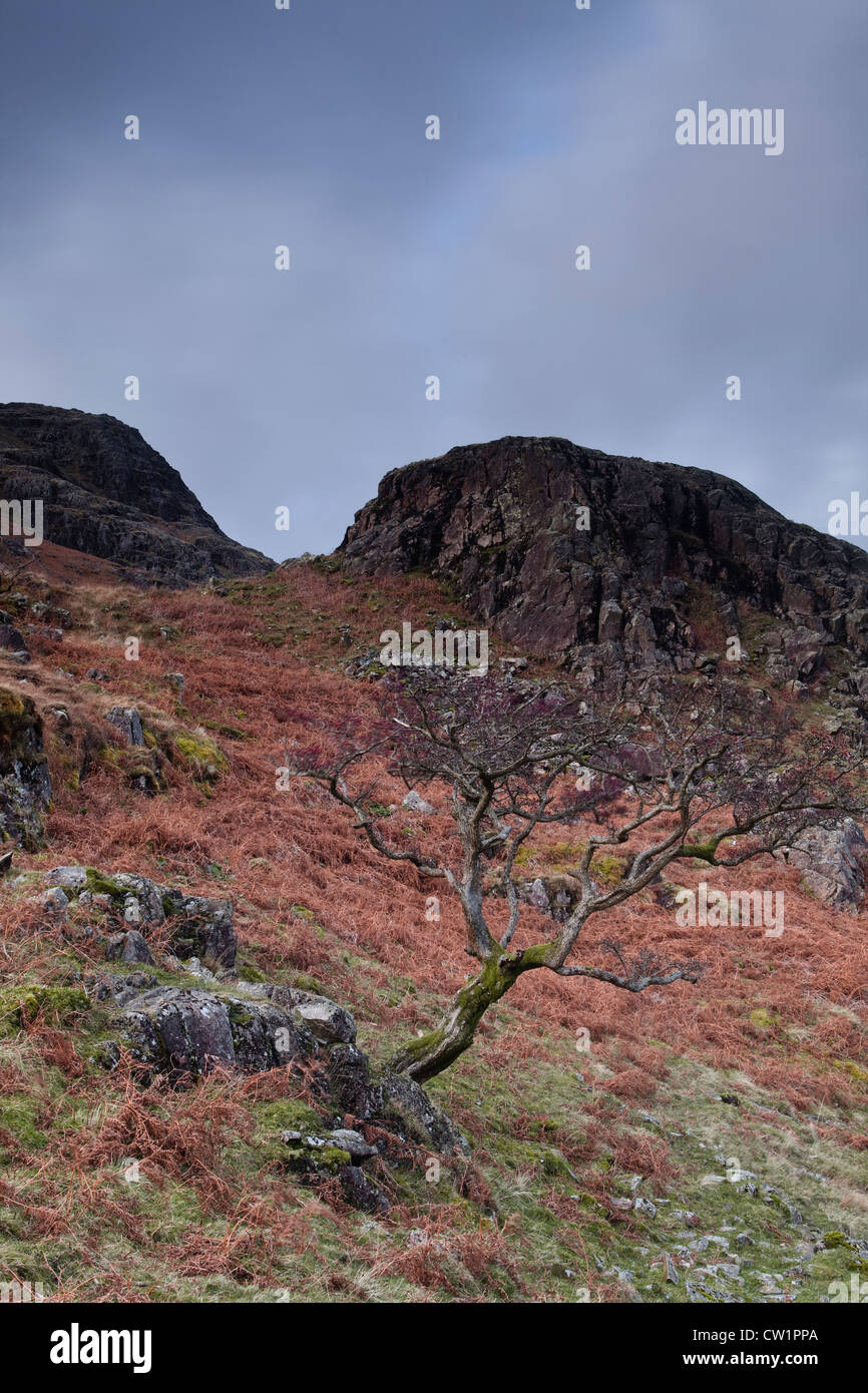 A ragged tree grows on rocks near to Wast Water in the Lake District ...