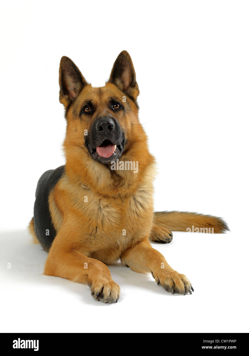German Shepherd dog on white background Stock Photo - Alamy