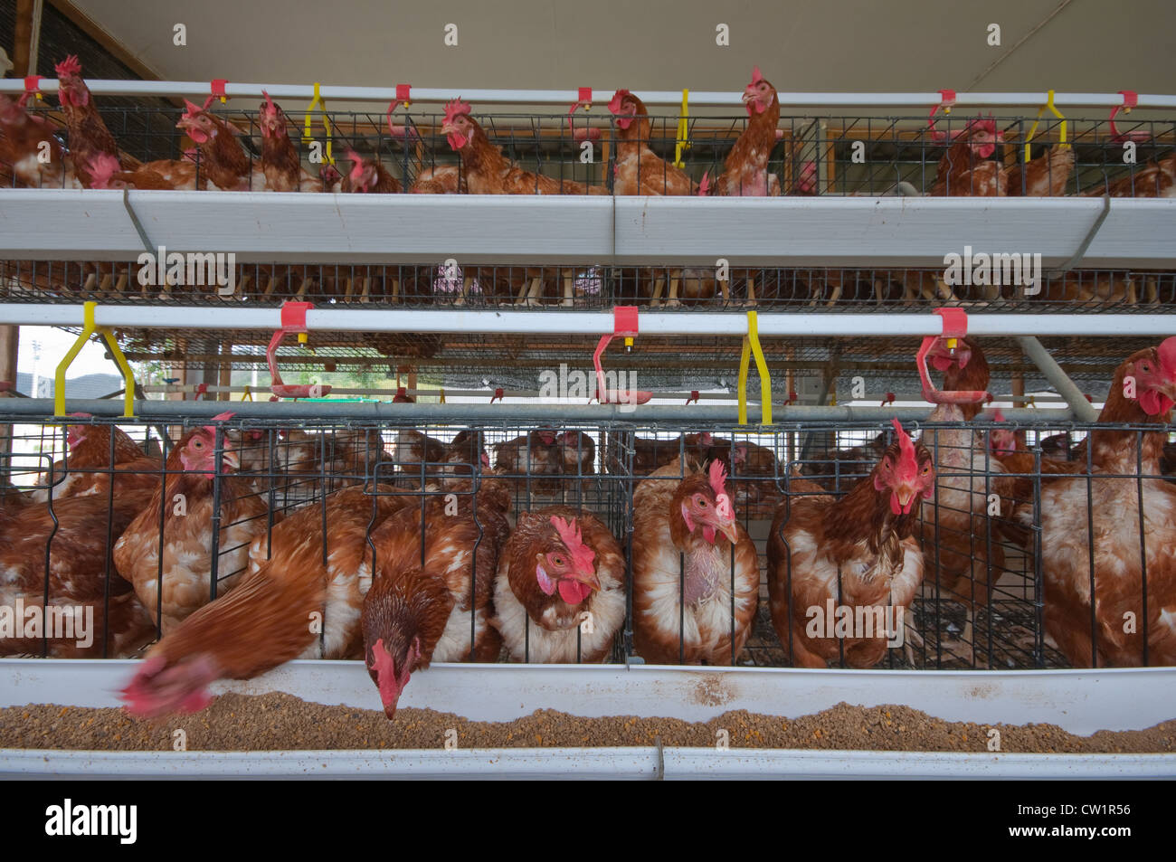 Red chickens in cell sections Stock Photo - Alamy