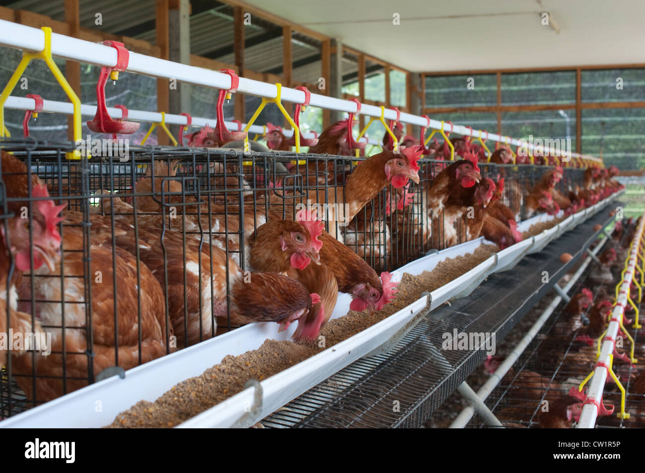 Red chickens in cell sections Stock Photo - Alamy