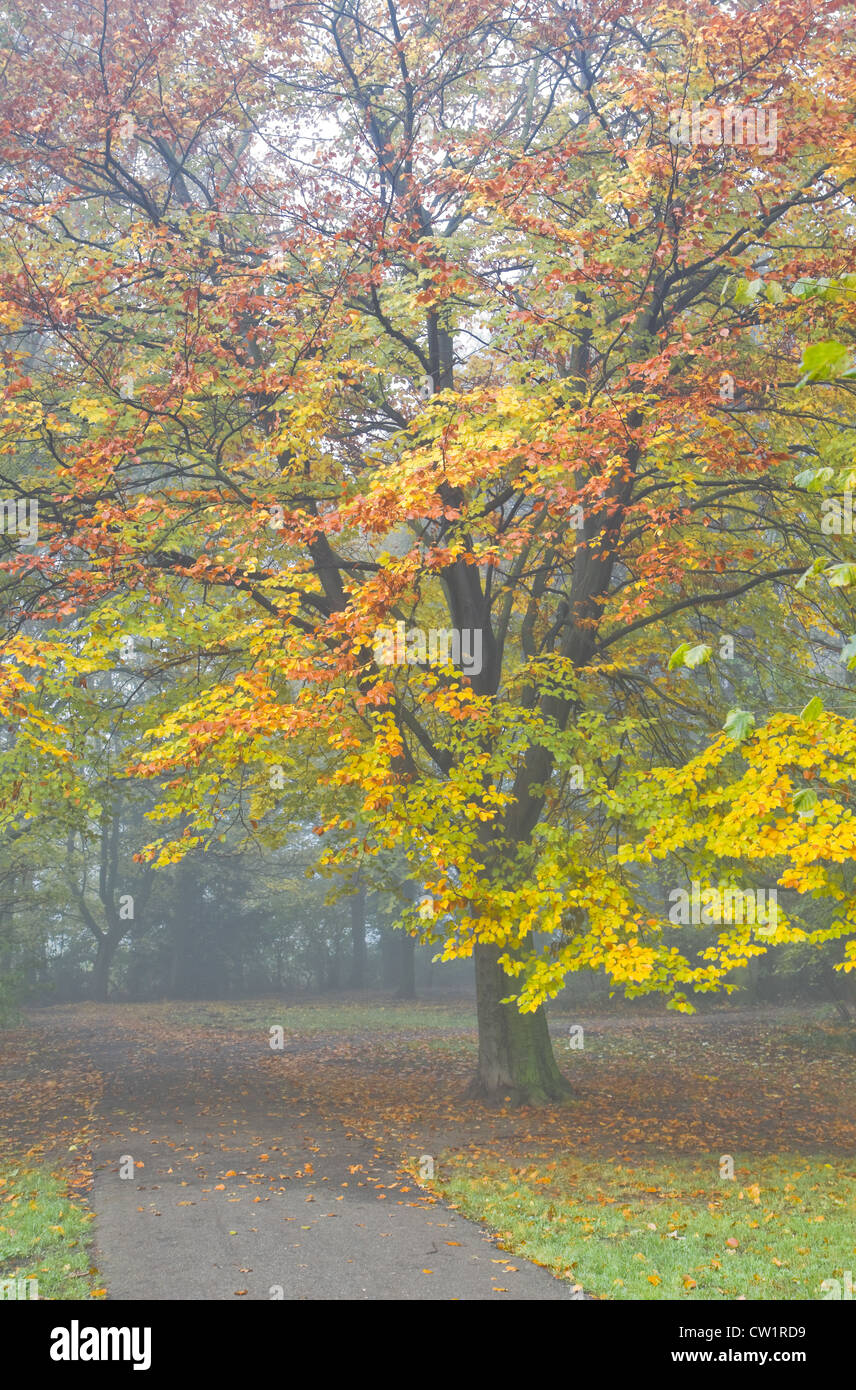 Fog in November - Colorful beechtree in mist in fall Stock Photo - Alamy